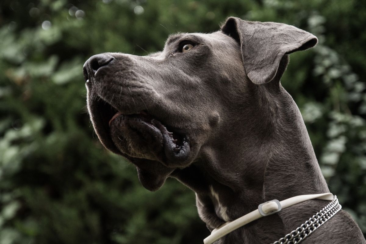 Danua Köpek Cinsi Özellikleri ve Bakımı - Hayvansever