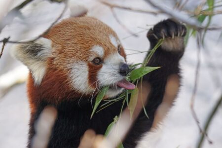 Kızıl Panda Nedir? Nerede Yaşar? Ne Yer? - Hayvansever